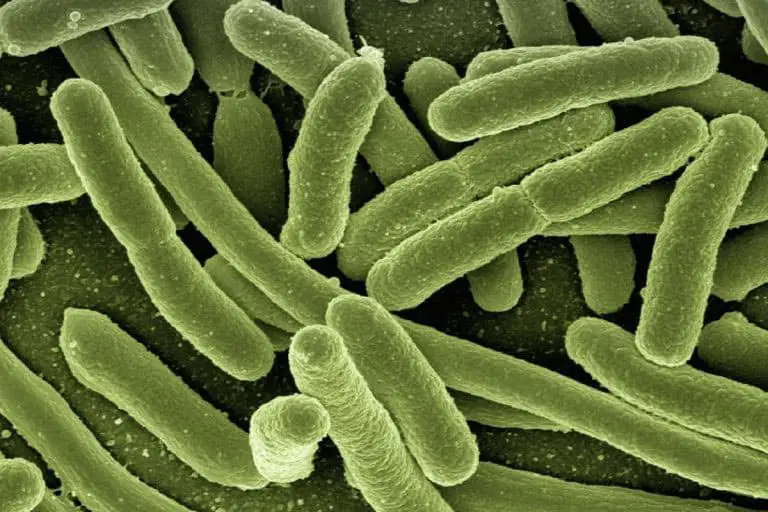 The 5 Best Filters To Remove Coliform Bacteria From Well Water | Your ...